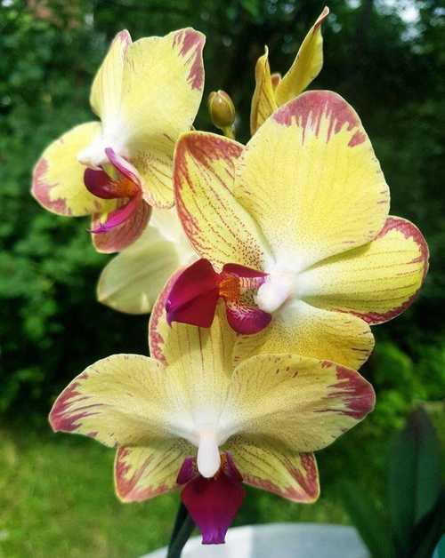 Попугай орхидея цветущая