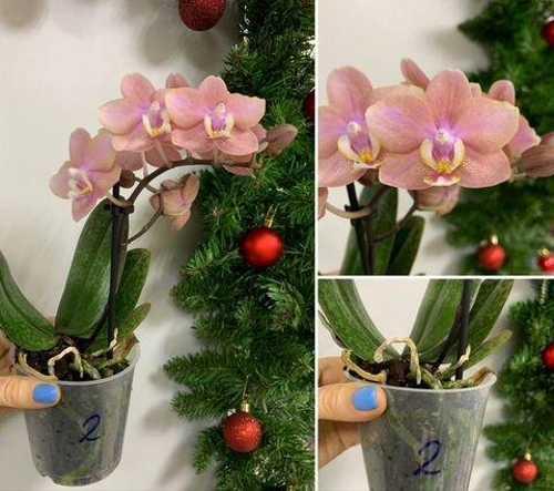 Орхидея фаленоспис одорион