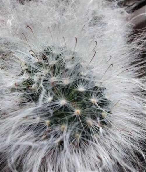 Кактус Mammillaria bocasana