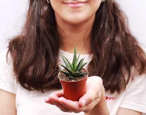 Хавортия (Haworthia Fasciata hybrid)