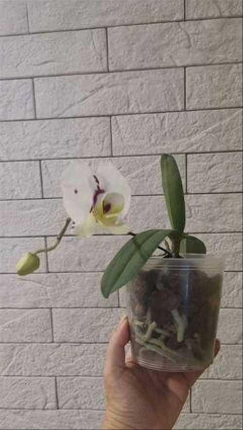 Орхидея фаленопсис Kellion подросток