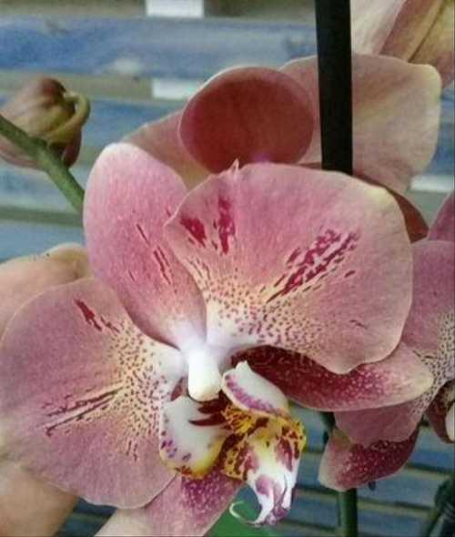 Орхидея Леко Фантастик Phal. leco Fantastic