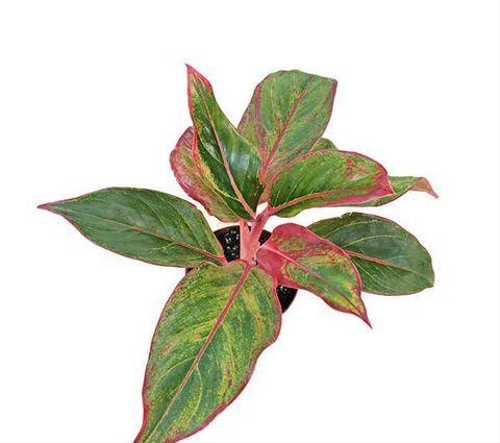 Аглаонема Крит Aglaonema Crete D 9