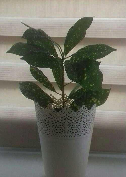 Аукуба, комнатное растение