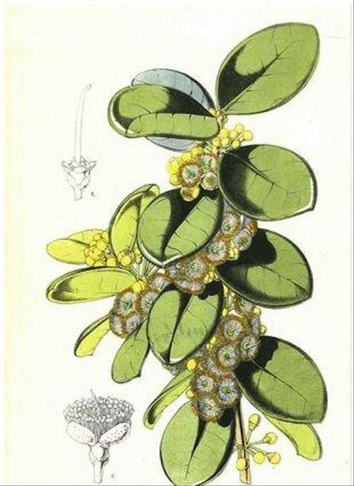 Гравюра.Литография.Ботаника.Цветы.19 век