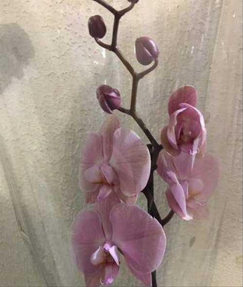 Орхидея фаленопсис «rome»