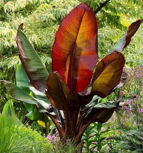 Ensete Maurelii