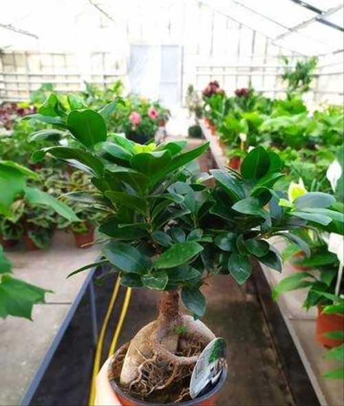 Фикус Гинсенг (Ficus Microcarpa Ginseng) d12/h30