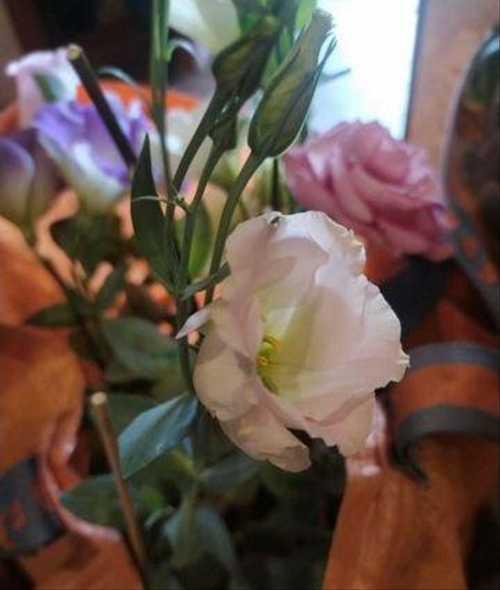 Эустома махровая, Лизиантус, цветы садовые