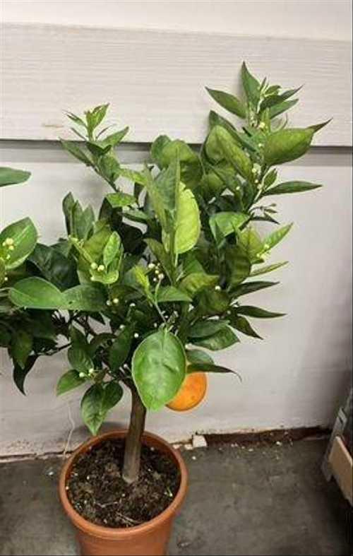 Апельсин цитрус комнатный/Апельсиновое дерево