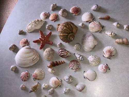 Коллекция морских ракушек, камней, морская звезда