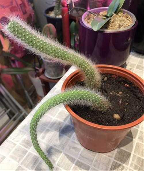 Кактус Hildewintera Colademononis