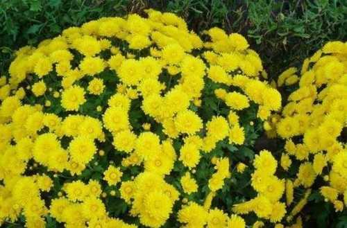 Дубки жёлтые