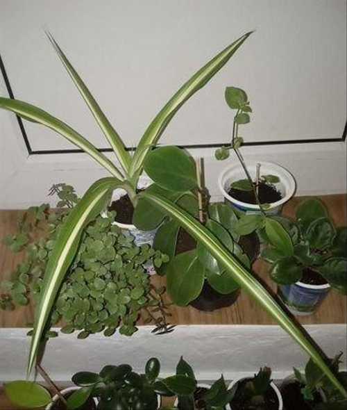 Излишки растений