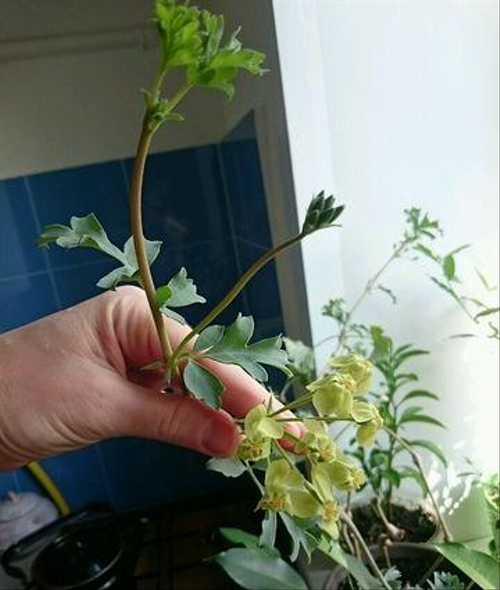 Пеларгония/герань/p.gibbosum/видовая