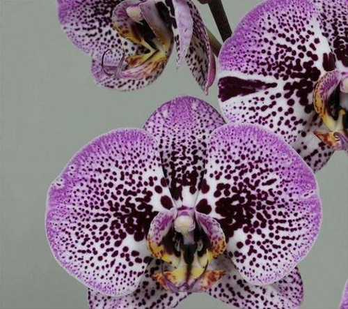 Орхидея фаленопсис сортовая Andorra