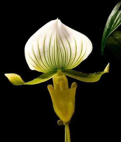 Зелёная орхидея Венерин Башмачок 960090 пафиопедил