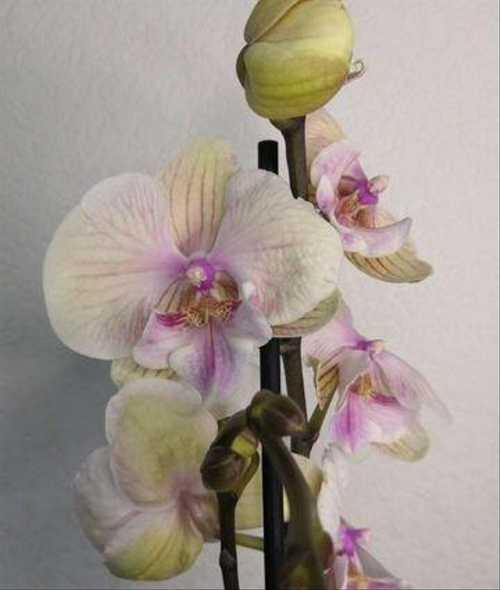 Орхидея Big lip Yellow Kizz