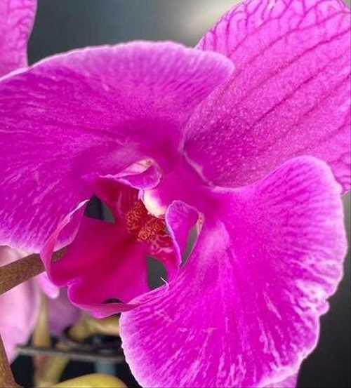 Орхидея фаленопсис бабочка, цаетущая