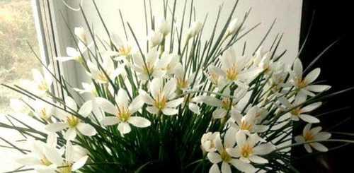 Зефирантес или Выскочка, цветок для дома