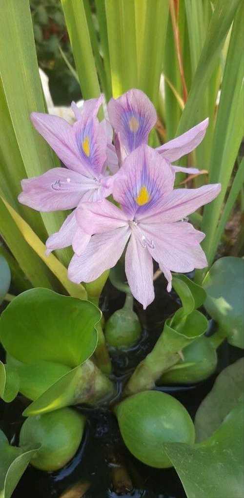 Водный гиацинт