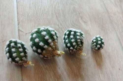 Детки кактуса эхинопсис