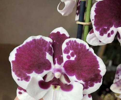 Шикарная орхидея Биг лип Untold Stories отцветает