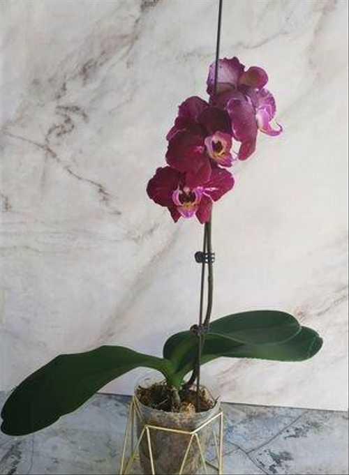 Орхидея фаленопсис Феникс, с вариацией цветения