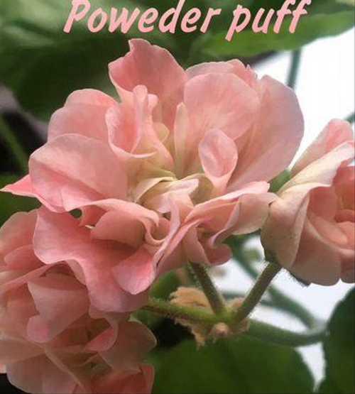 Пеларгония powder puff фото описание