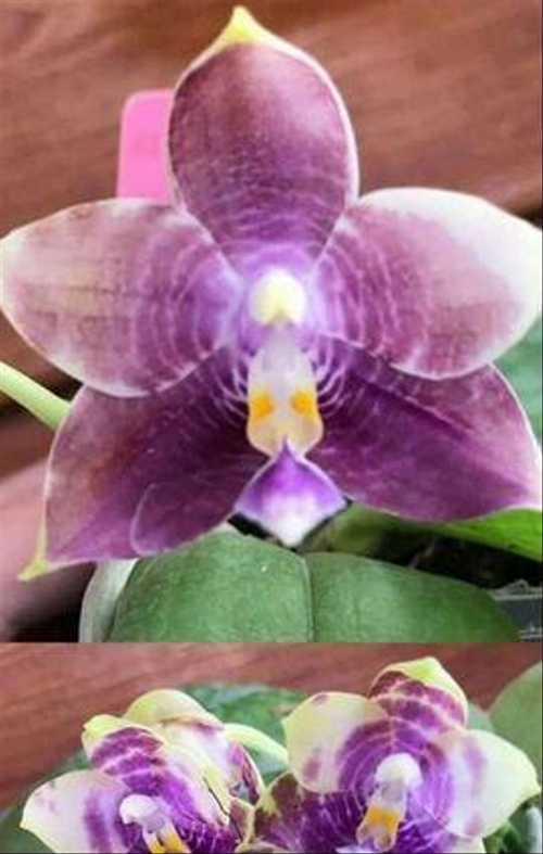 Орхидея Фаленопсис Mituo Prince blue