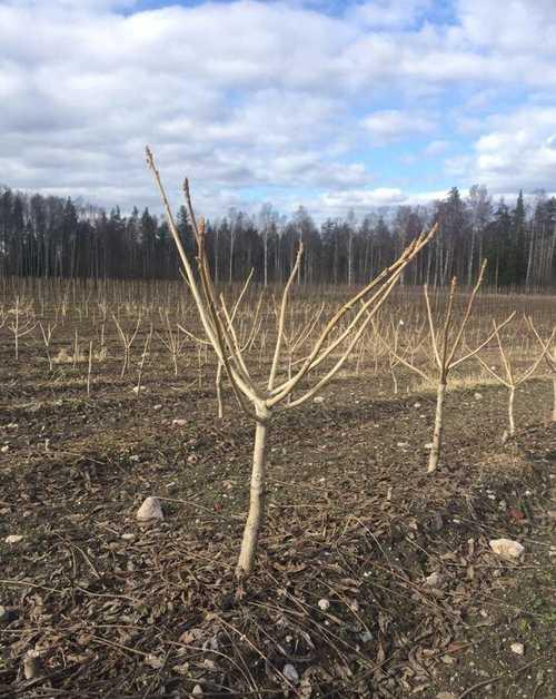 Саженцы ореха. Орех Серый