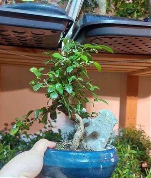 Бонсай чайное дерево с декором