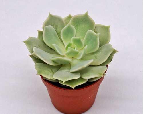 Эхеверия Лола (Echeveria Lola)