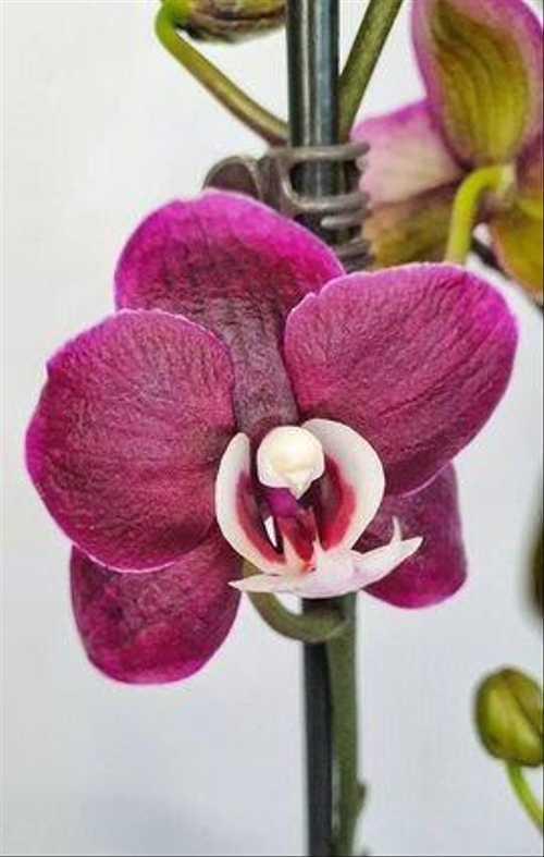Орхидея каода фаленопсис