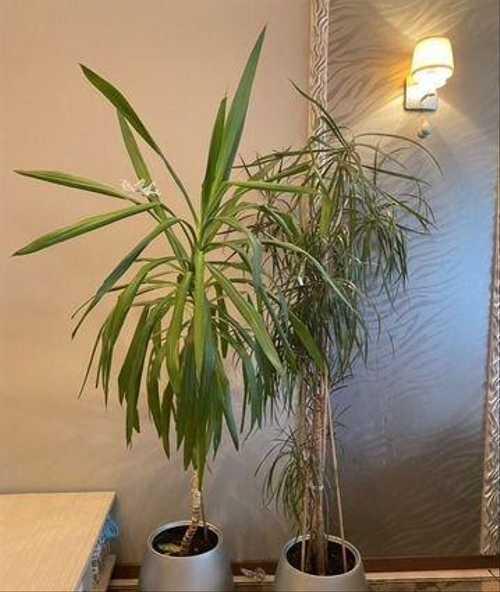 Пальма юкка Пальма драцена