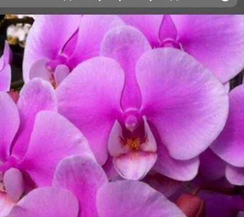 Орхидея фаленопсис леди маргарет 2