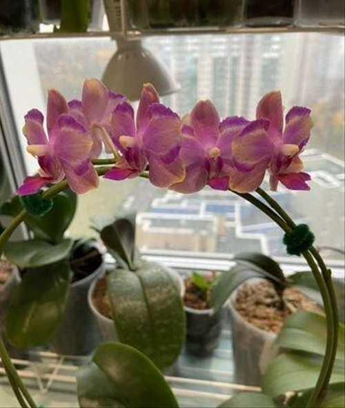 Орхидея Taisuco Jasper Цветет