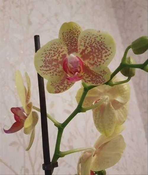 Орхидея Пульсация, детки