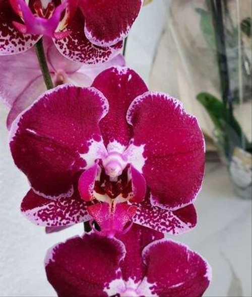 Орхидея фаленопсис бордовая 95749