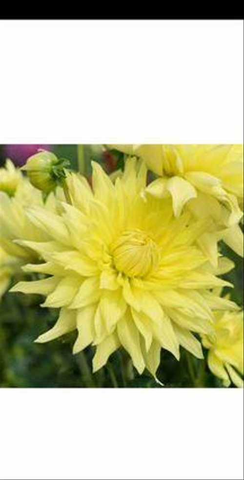 Георгины клубни