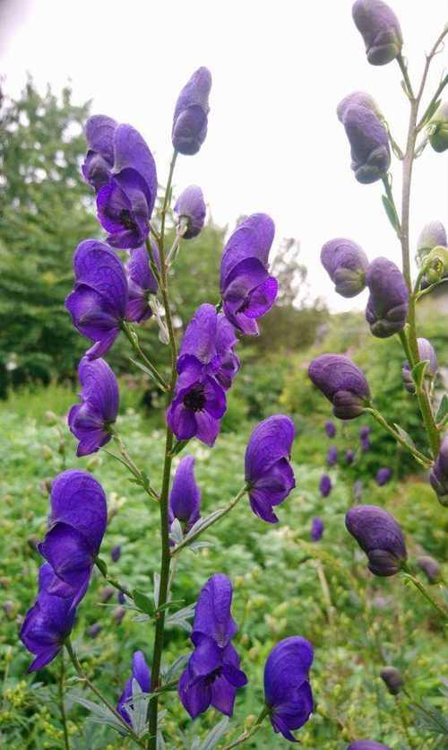 Букет из дачных цветов. срежу привезу к метро