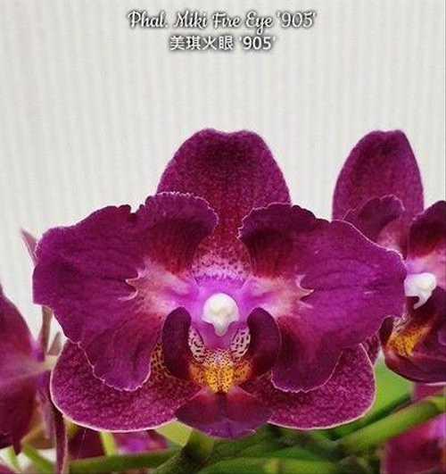 Орхидея Phal. Miki Fire Eye '905' мериклон