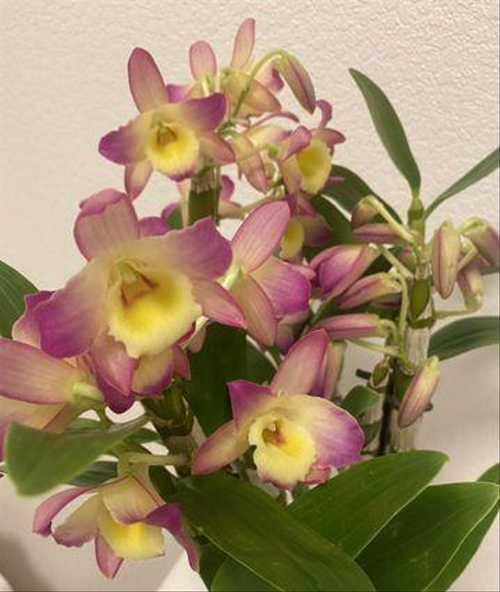 Дендробиум Ориенталь (Dendrobium Oriental Smile 'F