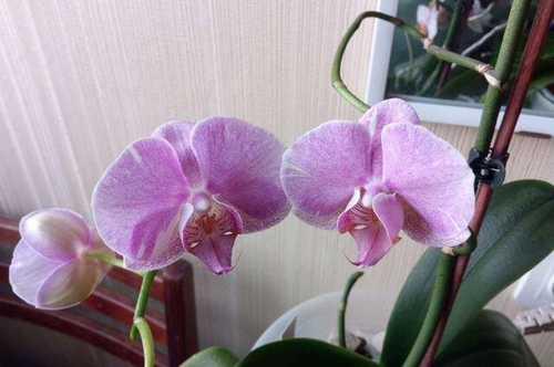 Орхидея акварель взрослая цветущая