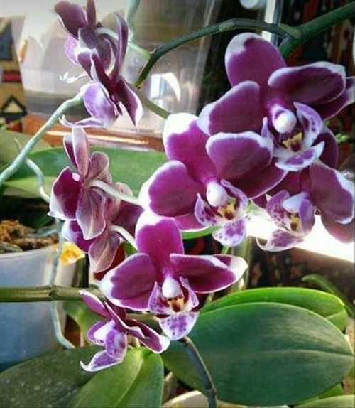 Орхидея younghome coco