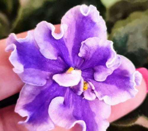 Фиалка химера Calico Queen