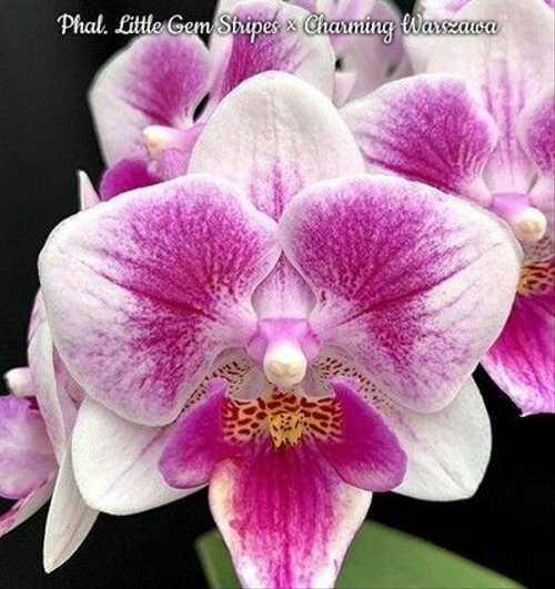 Орхидея Phal. Little Gem Stripes Charming W