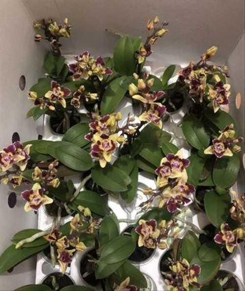 Орхидея фаленопсис сого готрис бабочки/пелорики