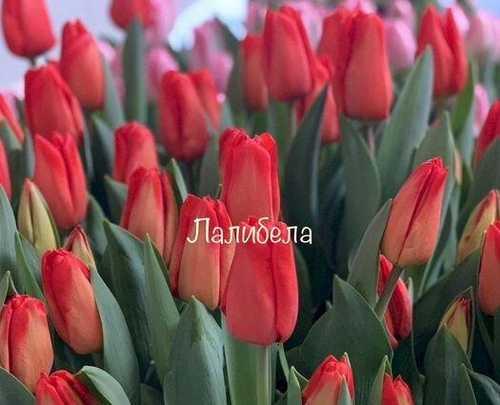 Тюльпаны Лалибела lalibela