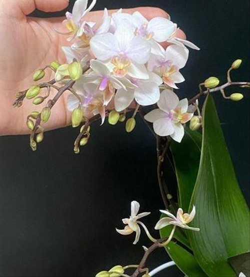 Голландский, аля хатуюки орхидея
